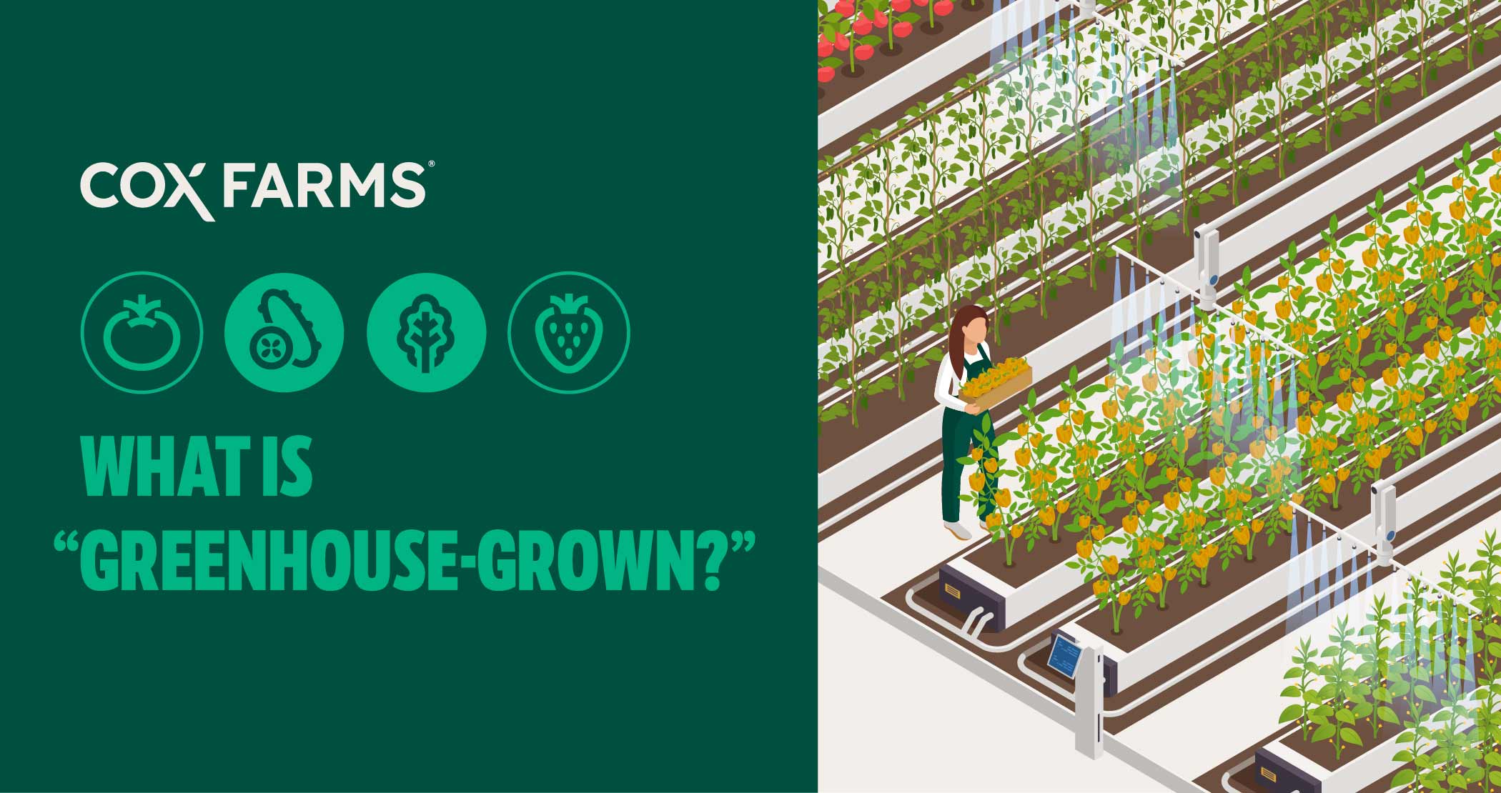 What makes Cox Farms’ greenhouse-grown produce special?