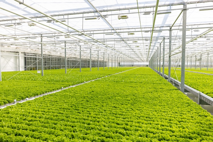 Explore Cox Farms' New Macon Greenhouse